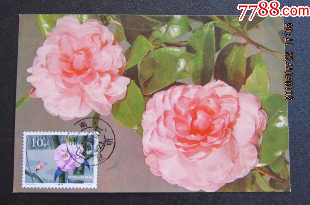T37云南山茶花-小桂叶邮票极限片销1986年昆明戳早期上海片源-价格:80元-se67455952-明信片/邮资片-零售-7788收藏__收藏热线