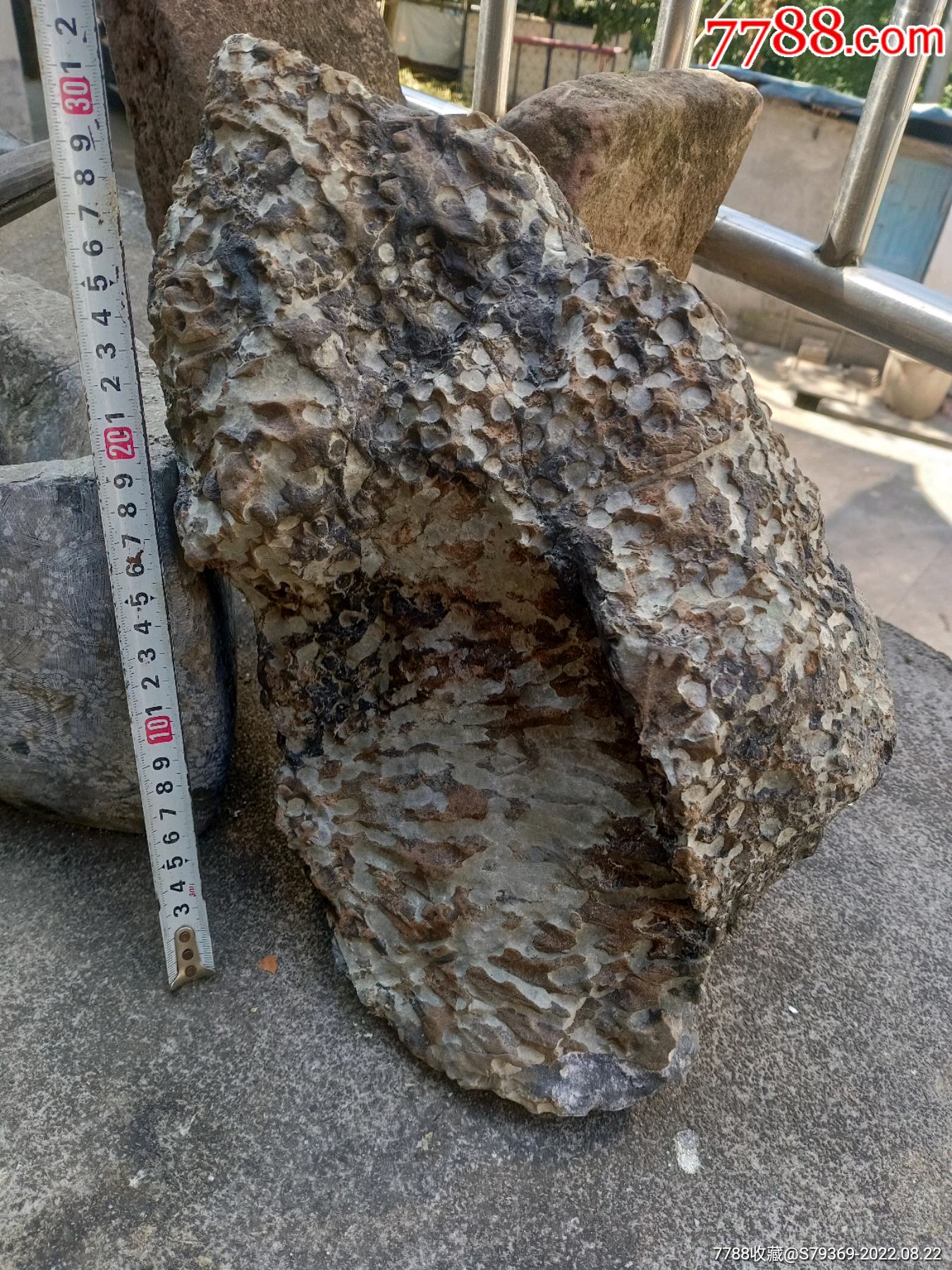 珊瑚化石-动植物化石-7788收藏