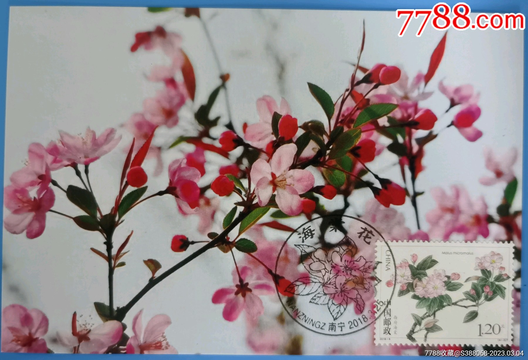 海棠花-价格:3元-se92357102-明信片/邮资片-零售-7788收藏__收藏热线