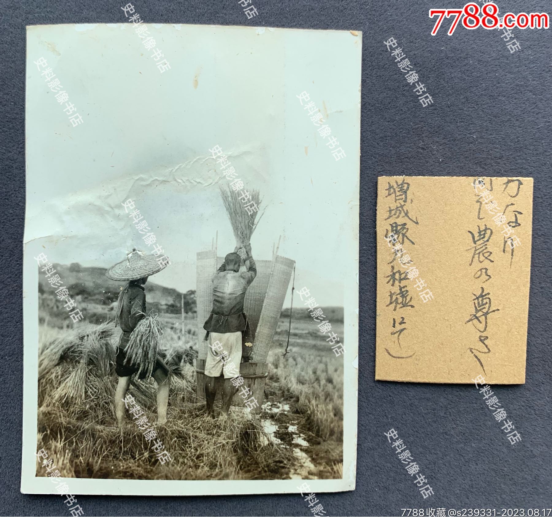 【广州旧影】1942-1943年间广东省增城县九和墟（圩）稻田里收割稻子的农民-价格:160元-se95666718-老照片-零售-7788收藏__收藏热线