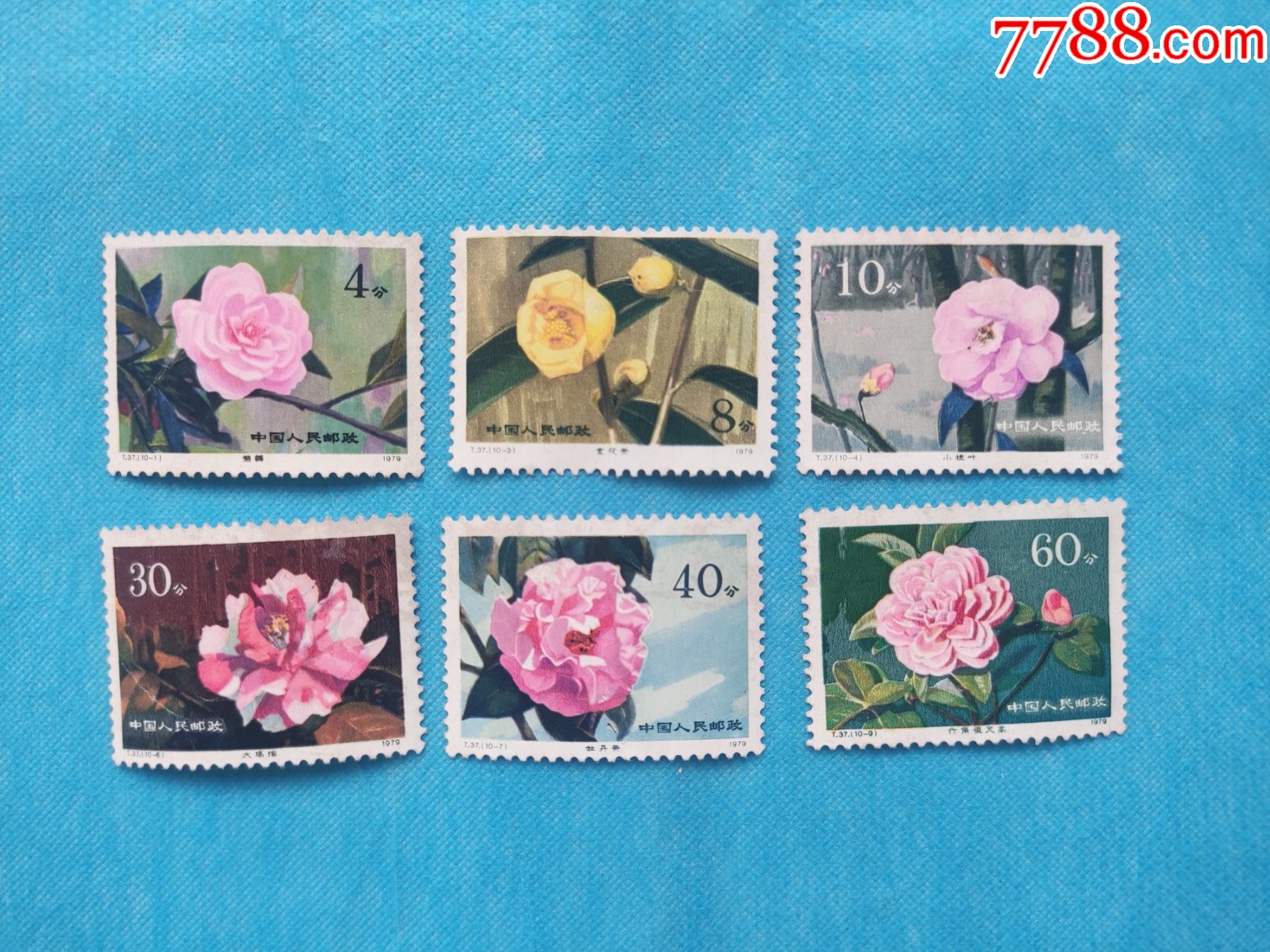 T37云南山茶花6枚-价格:50元-se97118299-新中国邮票-零售-7788收藏__收藏热线