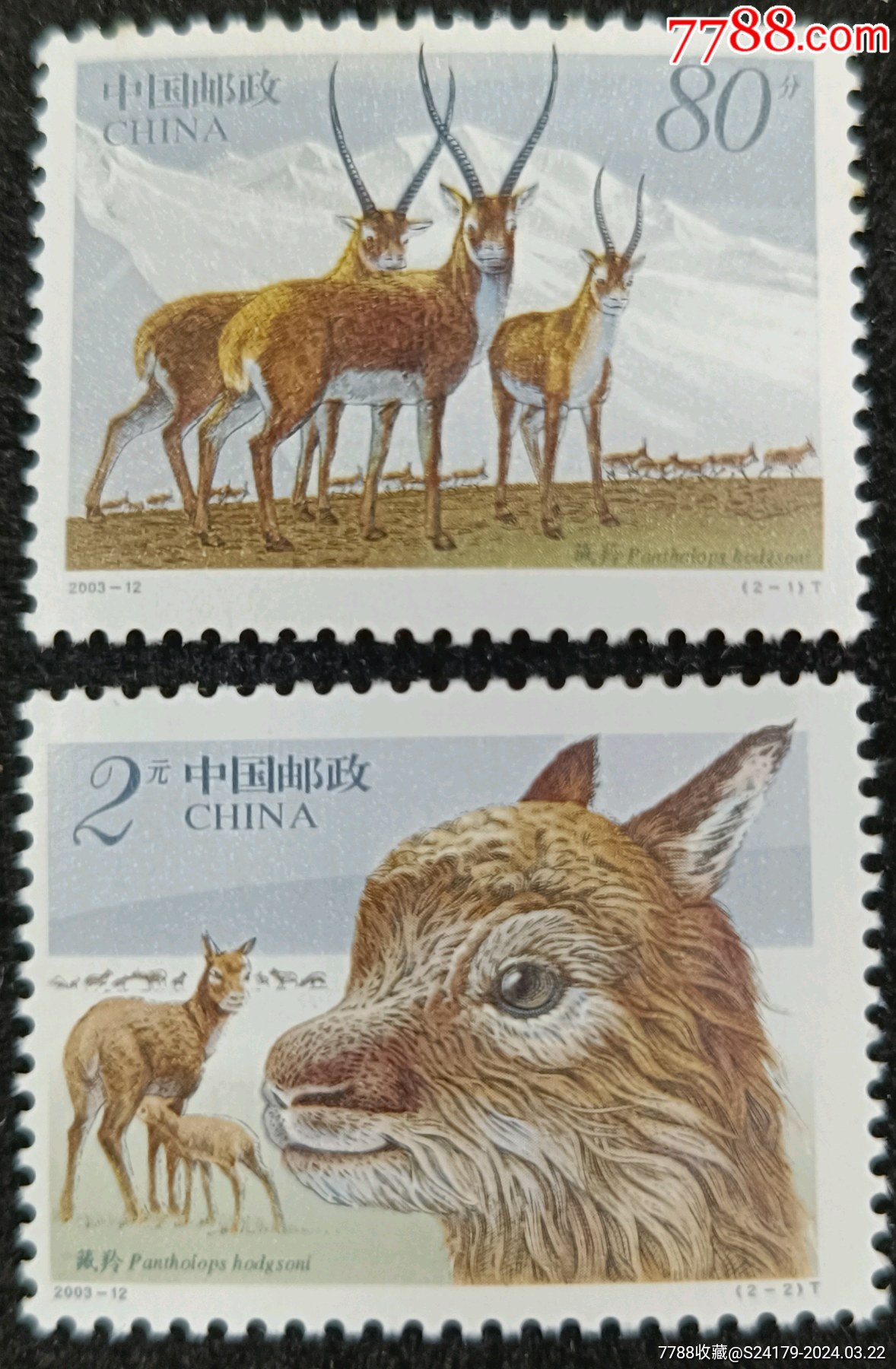 2003-12藏羚羊邮票-价格:3元-se99576961-新中国邮票-零售-7788收藏__收藏热线
