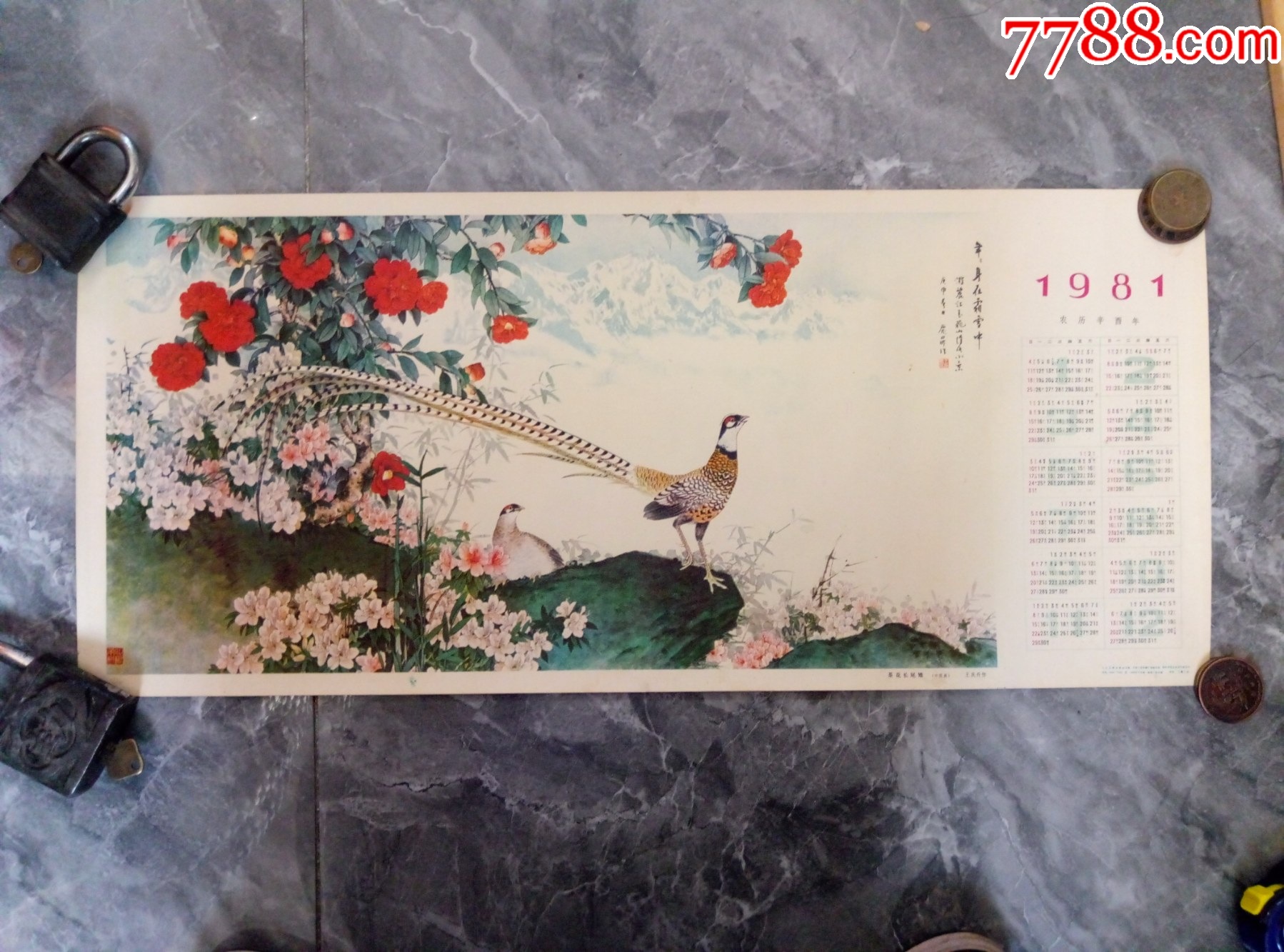 1981年年历画（茶花长尾雉）-价格:20元-se99671842-年画/宣传画-零售-7788收藏__收藏热线
