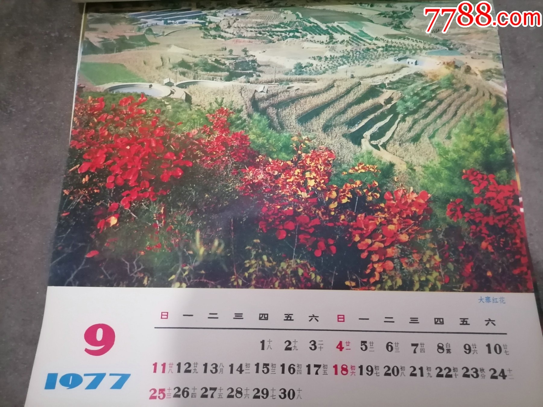 1977年挂历剪页大寨红花38x35_挂历/台历_收藏价格_鉴定交易_7788瓷器网