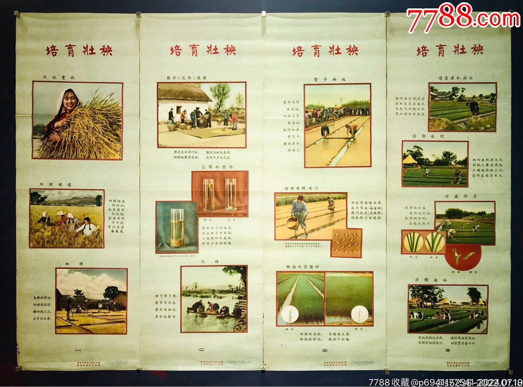培育壮秧（四条屏，印量35000）-价格:2000元-se101611717-年画/宣传画-零售-7788收藏__收藏热线